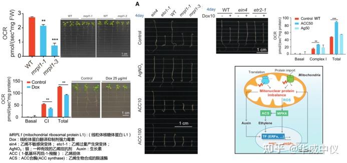 2022年OROBOROS O2k能量代谢相关文章锦集 - 知乎