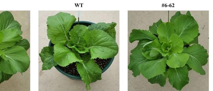 【Hortic Res】CRISPR/Cas9介导的基因编辑赋予大白菜对芜菁花叶病毒（TuMV）的抗性 - 知乎