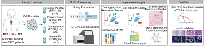 Adv Sci(IF=17.52) | 多组学技术揭示食管鳞癌转移微环境 - 知乎