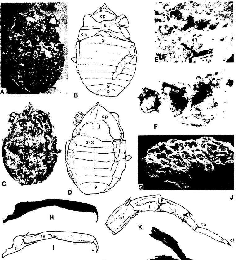 【地球演义】铁虿狰狞6：水陆并进 - 知乎