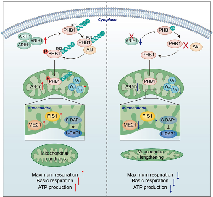 《Adv Sci》解读：泛素化修饰增强分子互作及其与磷酸化修饰协同蛋白易位！E3泛素连接酶ARIH1调控结直肠癌进展的机制 - 知乎