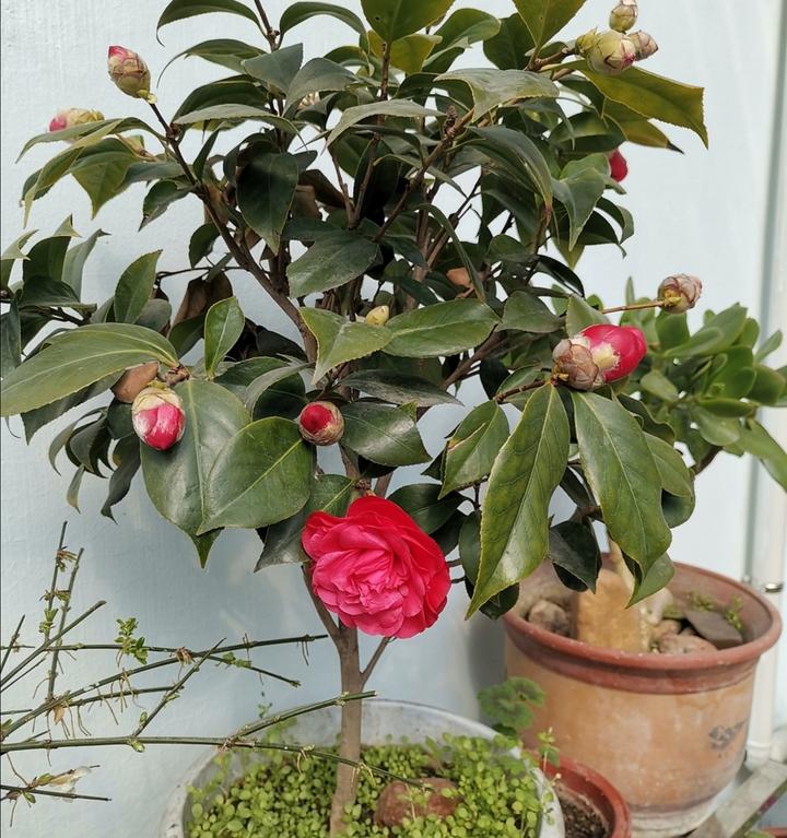 茶花掉花苞，多是4个原因造成，要及时调整养护方法 - 知乎