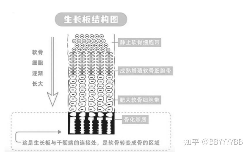 久等了~~用BL11干预4个月后的身高变化，跟大家汇报下 - 知乎