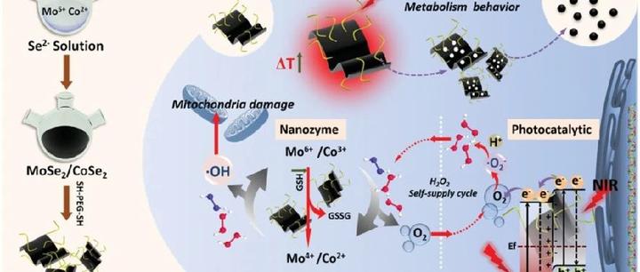【Adv.Funct.Mater.】通过协同原位H2O2产生和活化合成用于近红外增强化学动力学治疗的MoSe2/CoSe2纳米片 - 知乎