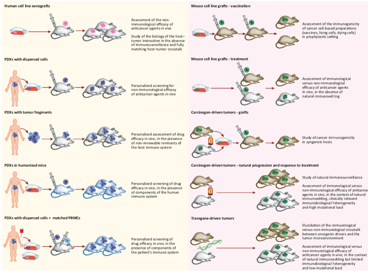 Mouse Models of Tumor Immunotherapy之B16 - 知乎