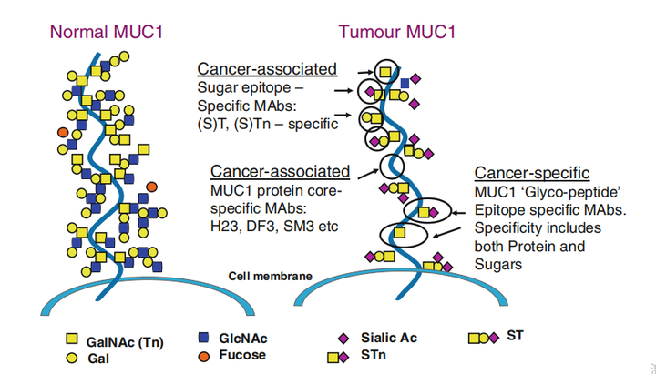实体瘤治疗新靶点：MUC1 - 知乎