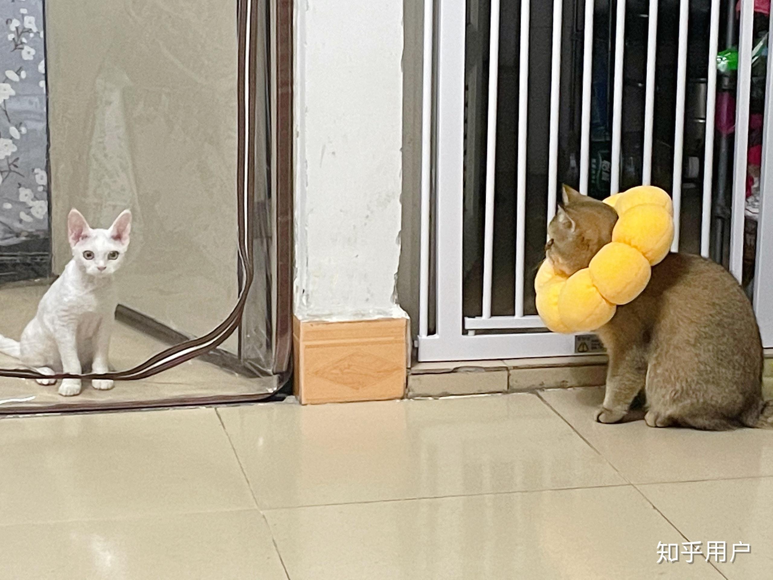 带第二只猫回家，第一只会应激吗？ - 知乎