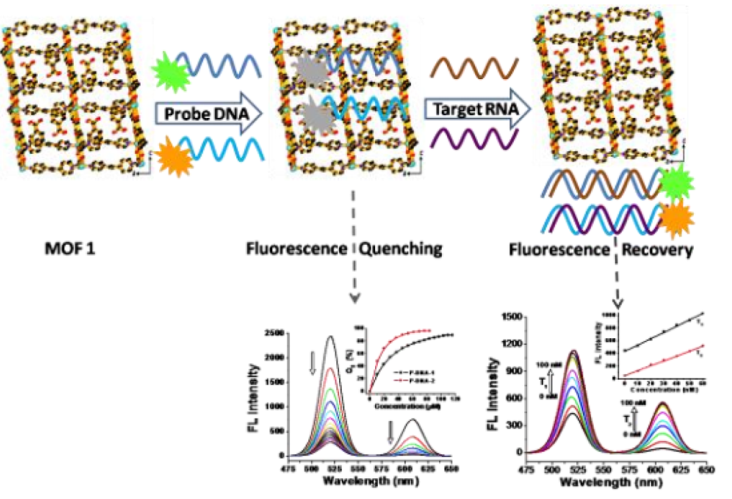 Bio Mater. | MOF在生物技术方面的应用 - 知乎