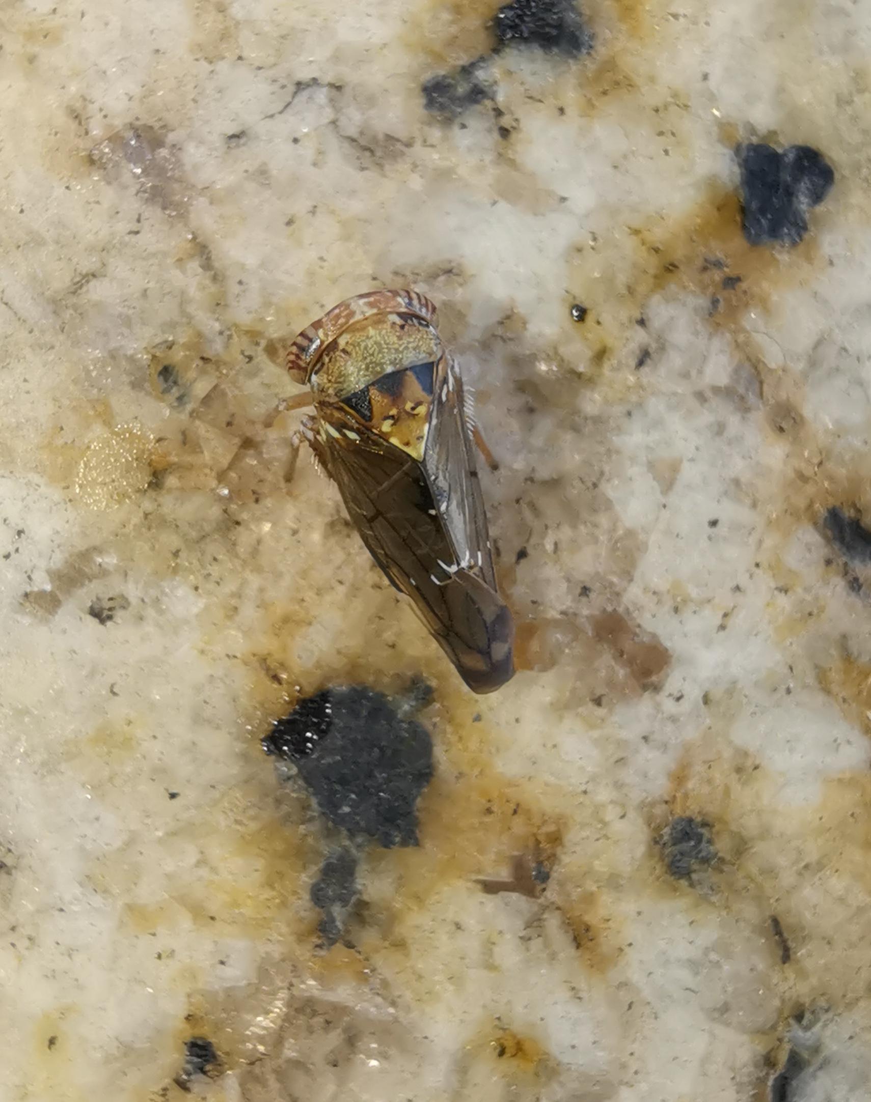 坐标广东，请问这是什么昆虫？ - 知乎