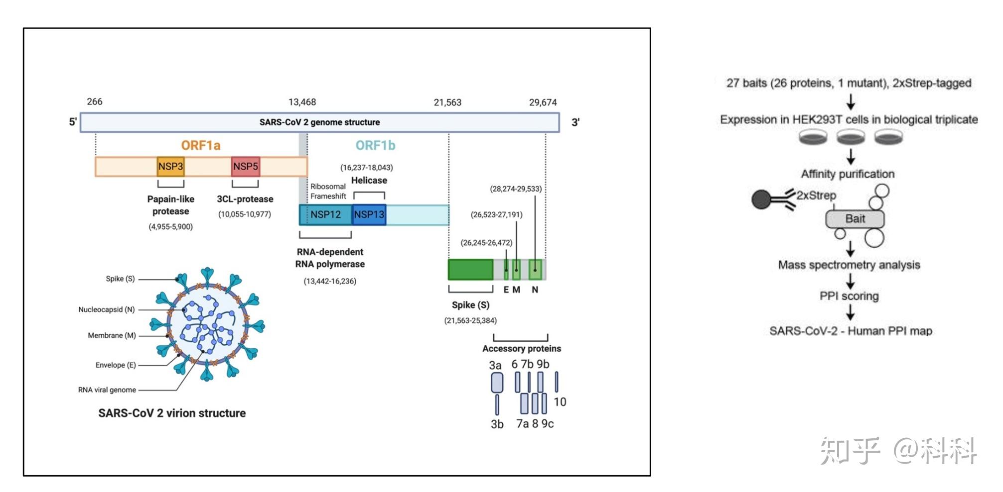 概念求助：PPI蛋白质相互作用网是如何构建的？ - 知乎