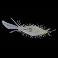 中国海洋生物 第1期 青蛤 Cyclina sinensis - 知乎