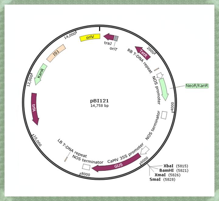 pBI121植物表达载体（pBI121载体）的作用机制和应用领域 - 知乎