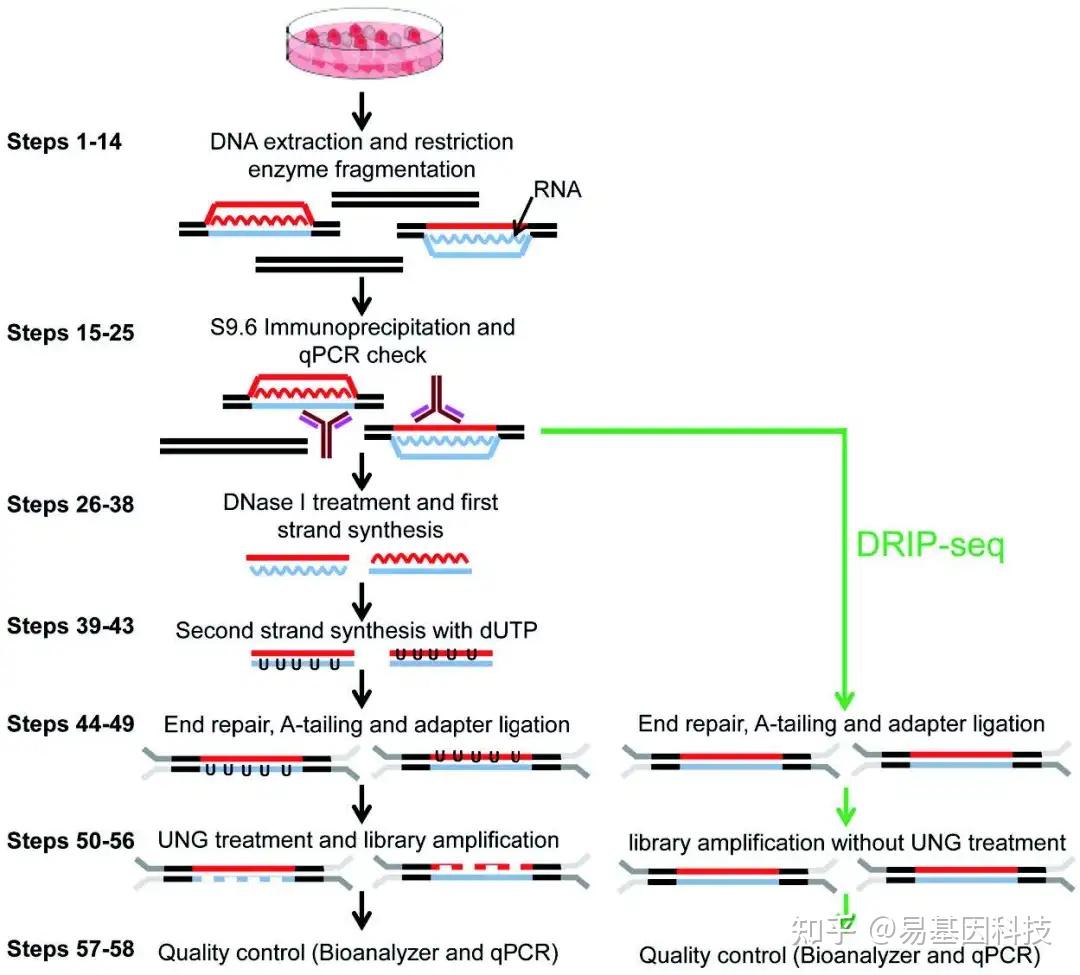 易基因特异性R-loop检测整体研究方案 - 知乎