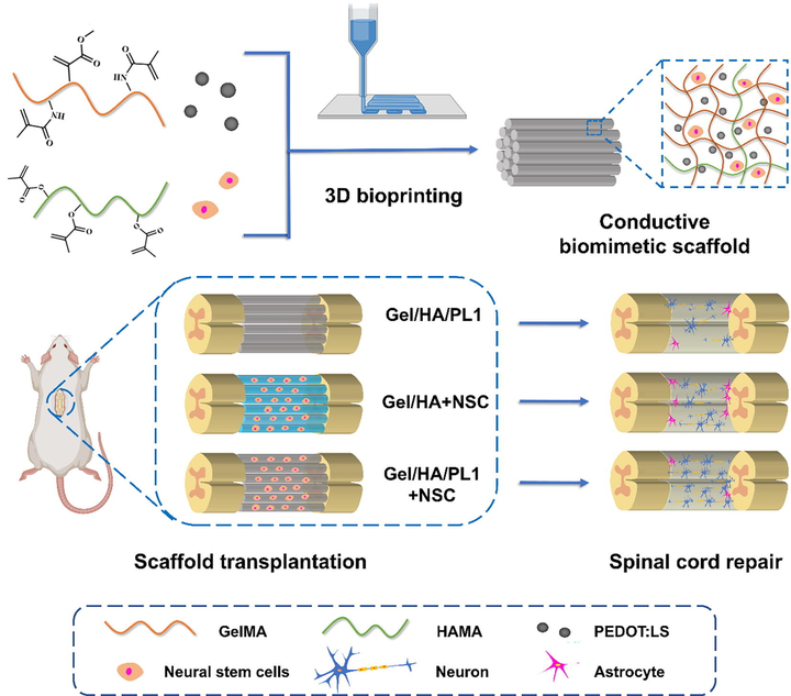 《Chem. Eng. J.》：3D打印导电脊髓仿生支架--促进神经干细胞神经元分化和脊髓修复 - 知乎
