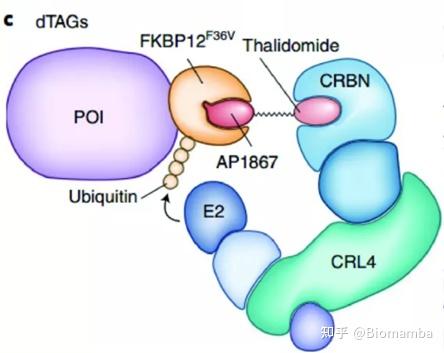 瞬时降解的"Protein i"技术：degradation tag系统 - 知乎