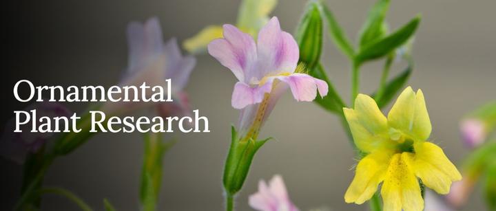 OPR | 一个调控花色非编码基因的前世今生 - 知乎