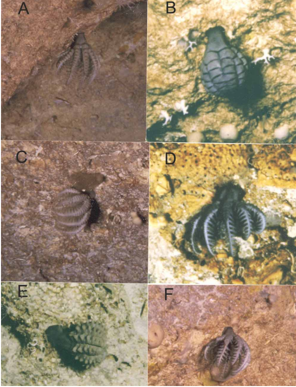 “下半身”失踪的无茎海百合也能“扎根”海底（下）（作者：克尔-纽曼黑洞） - 知乎