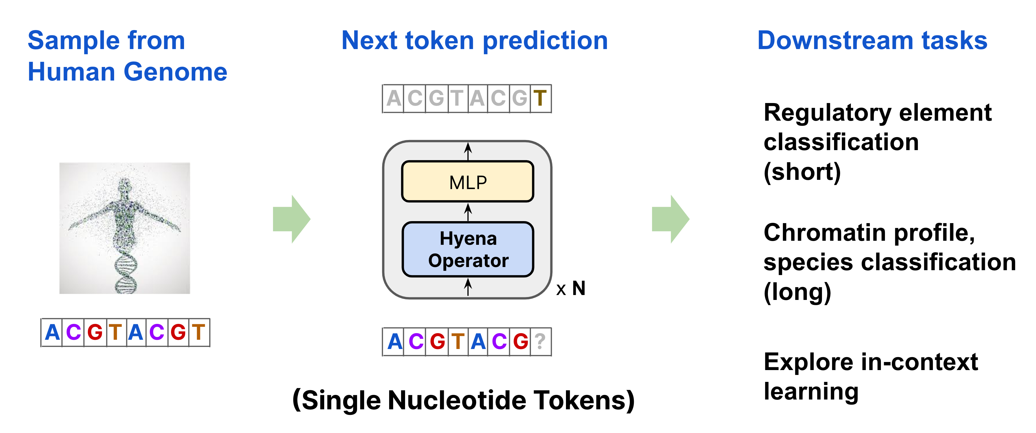 (九) HyenaDNA 技术解读 | 基于 Hyena 架构的超长 DNA 序列预训练模型 - 知乎