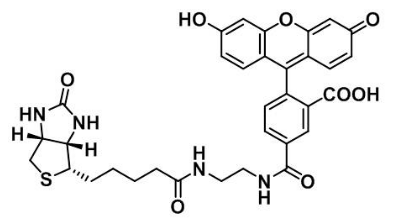 Biotin-4-Fluorescein可用于细胞表面标记，1032732-74-3 - 知乎