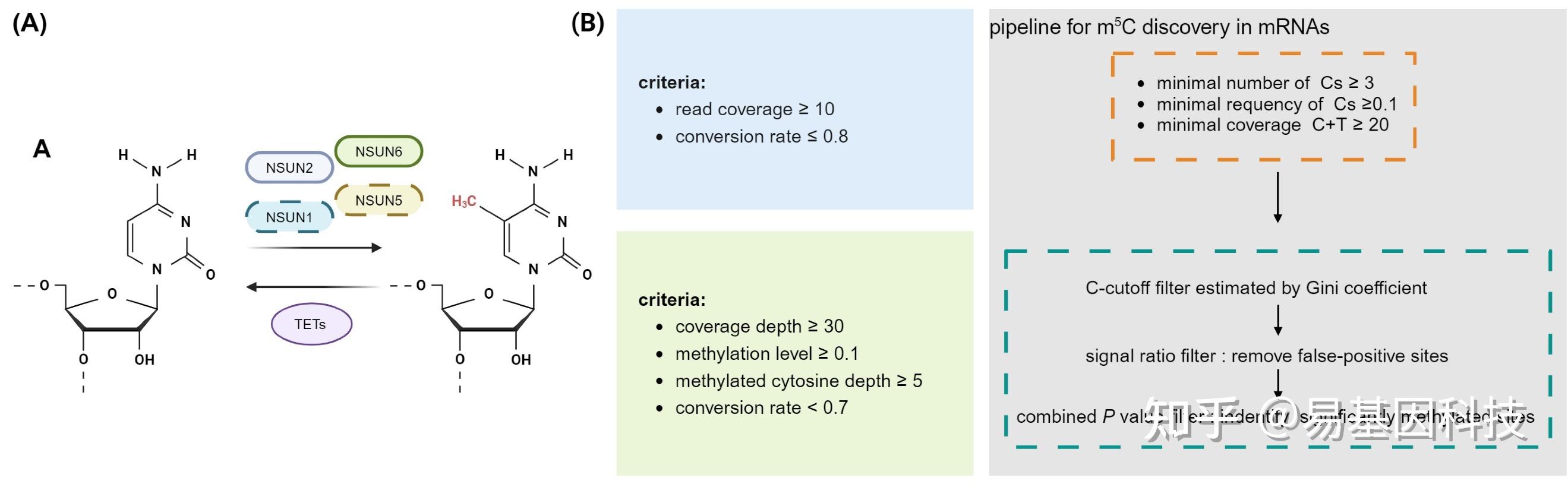 易基因：mRNA m5C修饰的鉴定、效应分子、分子机制及其生理病理功能：深度综述｜Int J Biol Sci - 知乎
