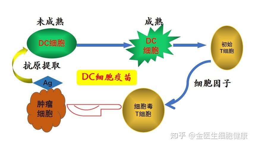 请问DC疫苗的优势是什么？如何从原理上解释呢？ - 知乎