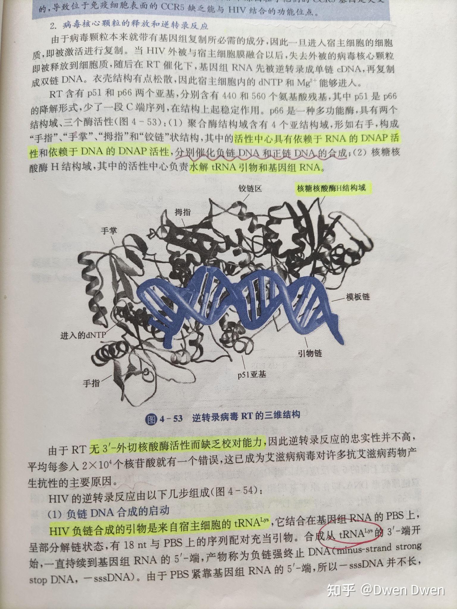 为什么病毒dna可以直接利用宿主细胞的dna聚合酶，而病毒rna在细胞内还要合成rna聚合酶？ - 知乎
