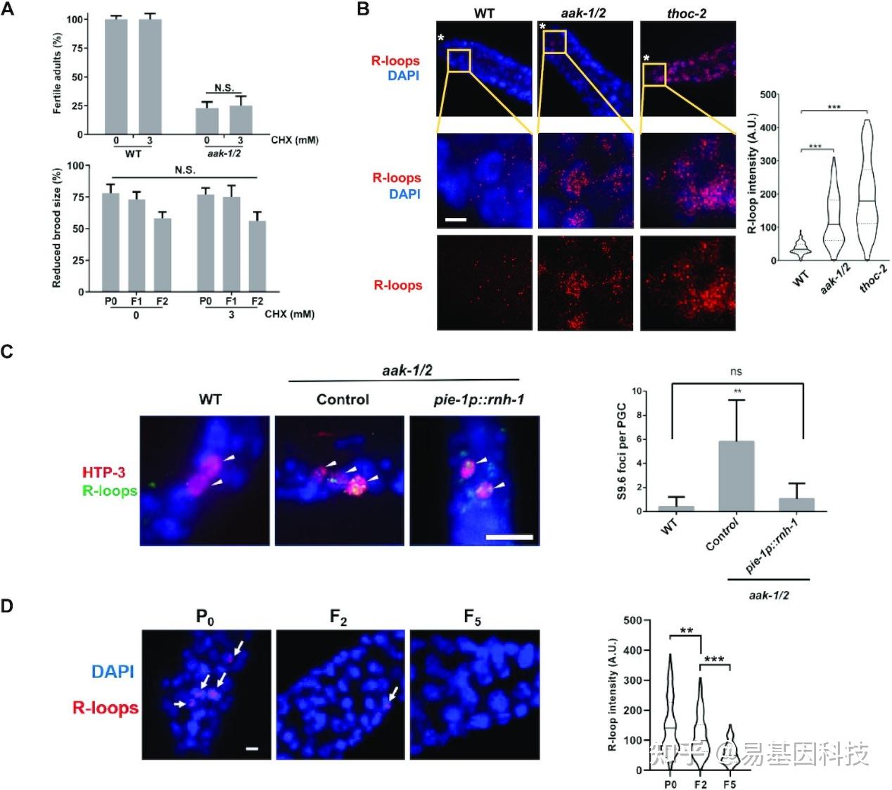 NAR：ChIP-seq+DRIP-seq揭示AMPK通过调控H3K4me3沉积和R-loop形成以维持基因组稳定性和生殖细胞完整性 - 知乎