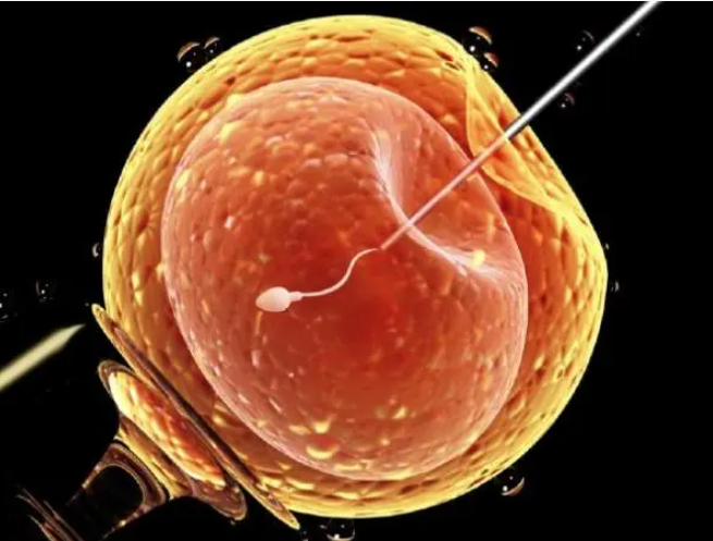 卵胞浆内单精子注射（ICSI）-辅助生殖系列之五 - 知乎