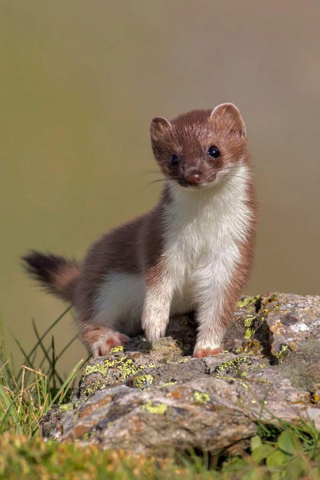 黄鼠狼、海獭、貂为什么都属于鼬科，它们有什么共同点？ - 知乎