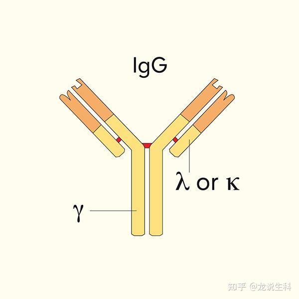 大鼠IgG2a同型对照抗体参数比较，体内实验级 - 知乎