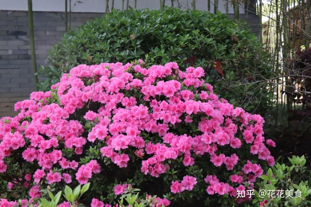 【东洋杜鹃】小花小叶类品种的日本久留米杜鹃 - 知乎