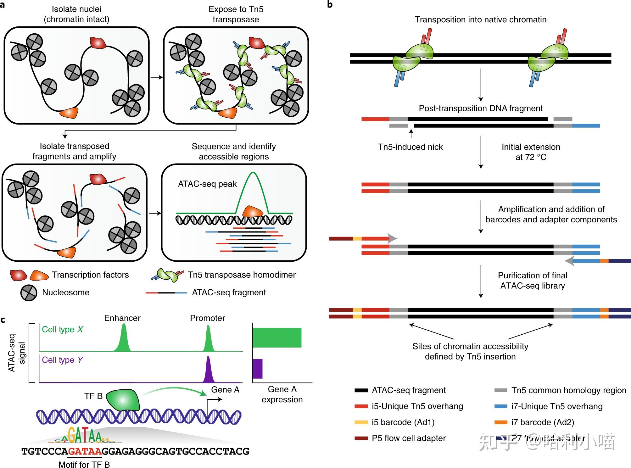 什么是「ATAC-seq 技术」？现在用于哪些生物学研究？ - 知乎