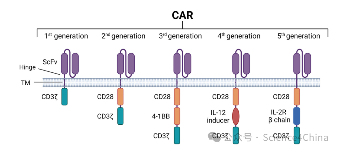 CAR T发展与结构设计十全大总结 - 知乎