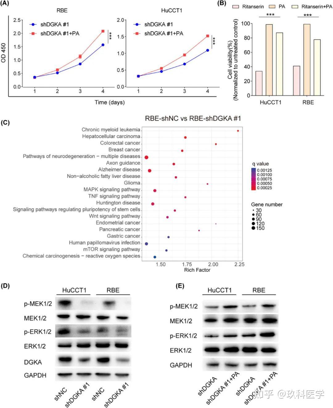 复旦大学中山医院：多组学分析揭示了肝内胆管癌代谢亚型并确定二酰甘油激酶α（DGKA）是潜在治疗靶点（国人佳作） - 知乎