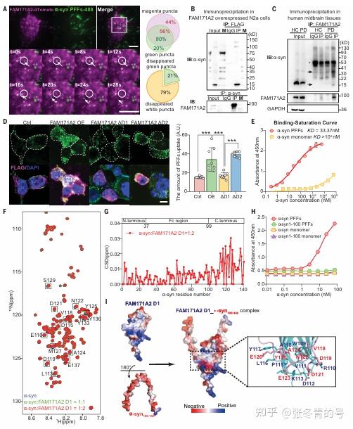 神经元FAM171A2介导α-突触核蛋白纤维摄取并驱动帕金森病 - 知乎