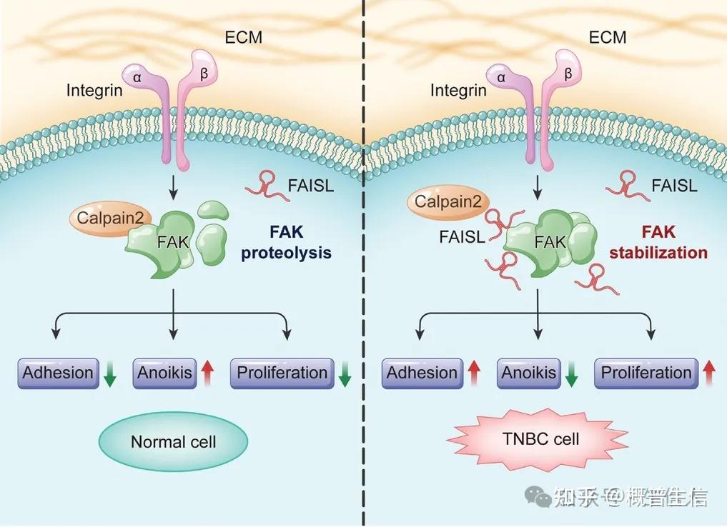 实力与争议并存：六千字长文起底宋尔卫院士科研版图，高分乳腺癌研究最全盘点 - 知乎