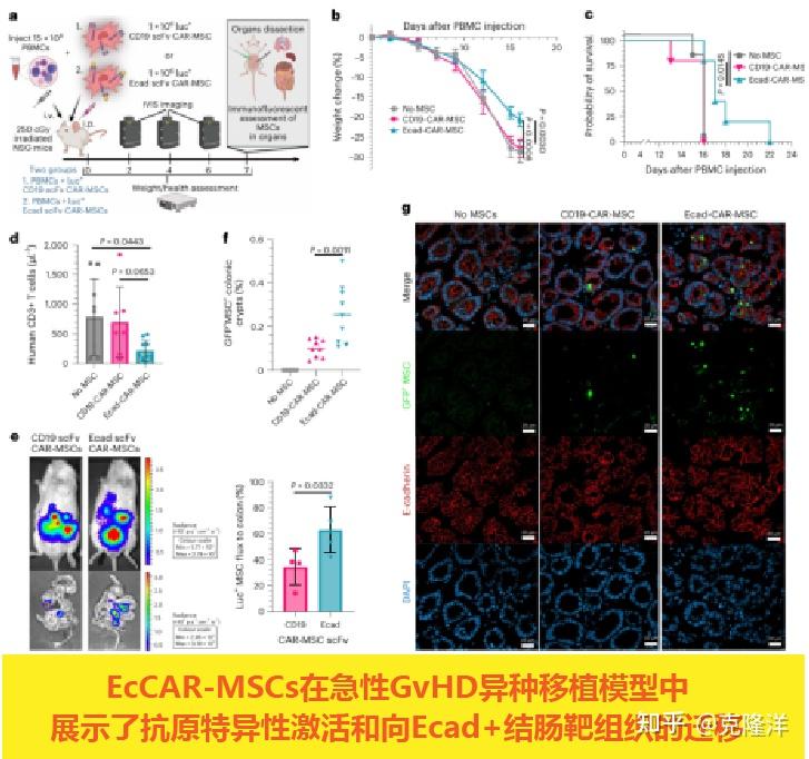 新突破！靶向干细胞（CAR-MSC）问世：精准打击炎症，自免疾病治疗或将彻底颠覆！ - 知乎