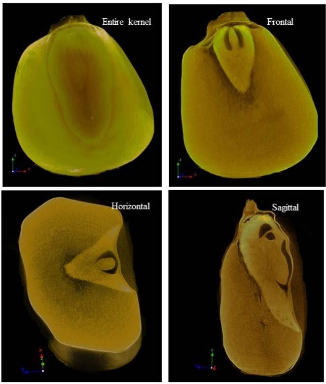 【Simpleware】利用 Micro-CT 技术快速分析玉米籽粒的饱满度特性 - 知乎