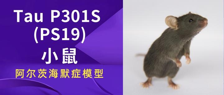 Tau P301S (PS19)小鼠｜AD模型 - 知乎