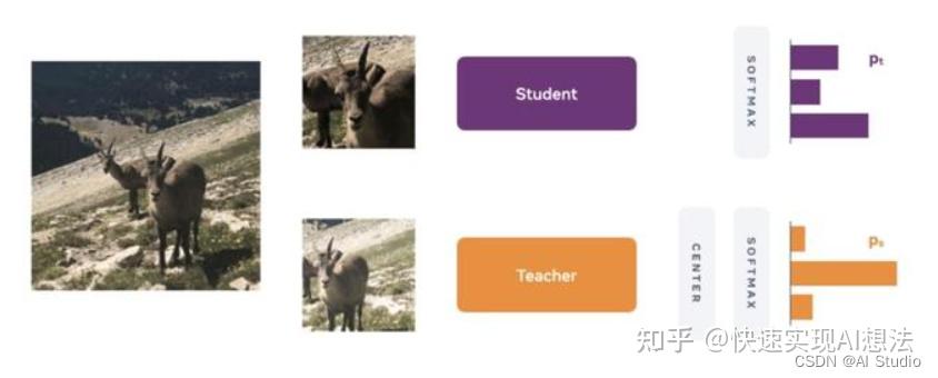 自监督学习经典之作:DINO - 知乎