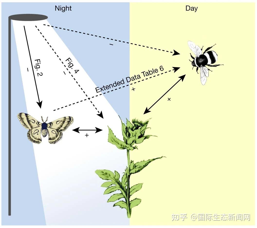 NATURE:夜间人造光对授粉的新威胁 - 知乎