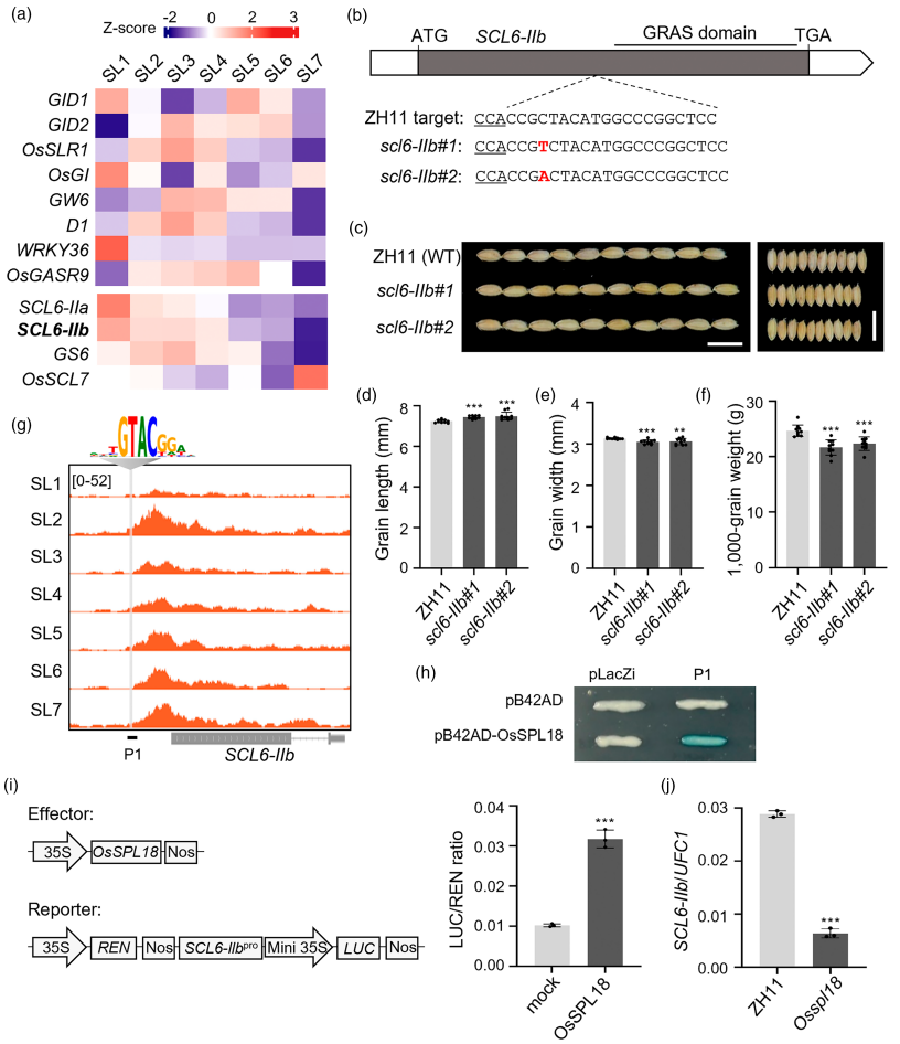 ATAC-seq和RNA-seq联合分析获得转录因子 - 知乎