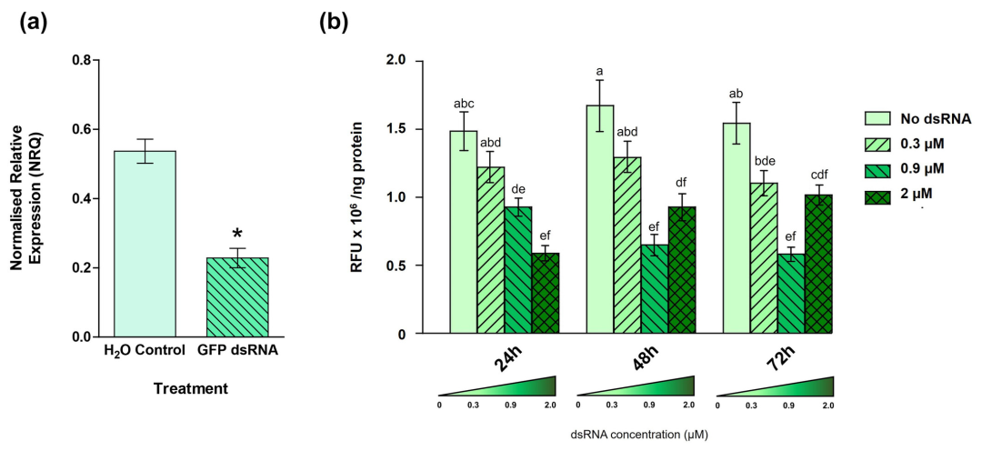 每日科研进展 l 2024.04.28 l 摄取双链 RNA 来控制玉米病原体 Cercospora zeina - 知乎