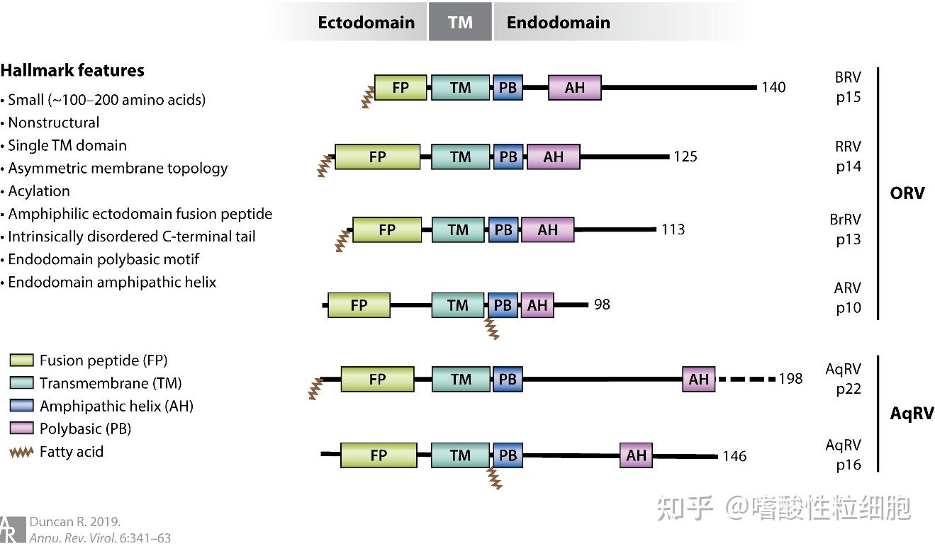细胞膜融合蛋白介绍（FAST蛋白） - 知乎