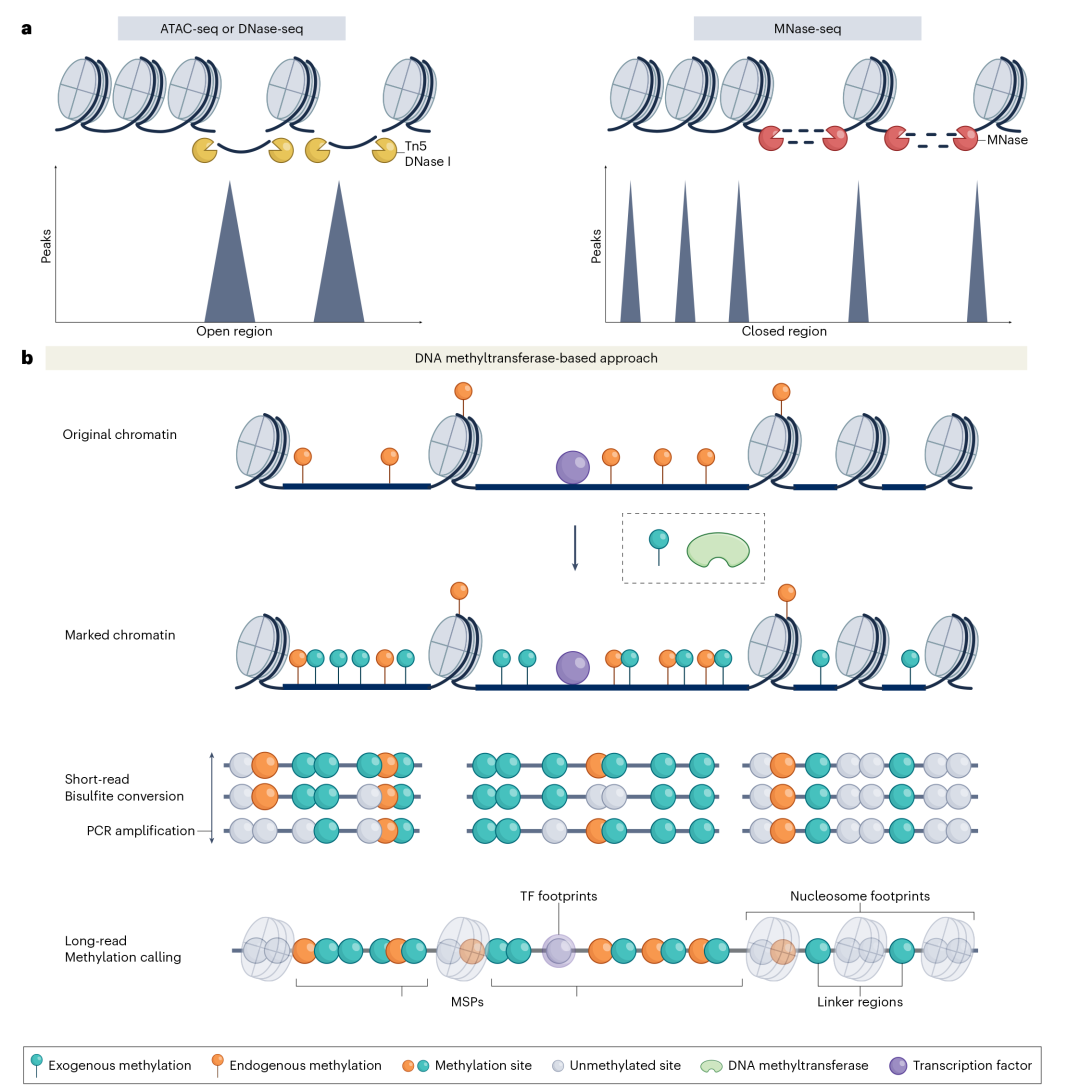 贝瑞基因深度解析：表观研究新宠Fiber-seq，凭什么脱颖而出？ - 知乎