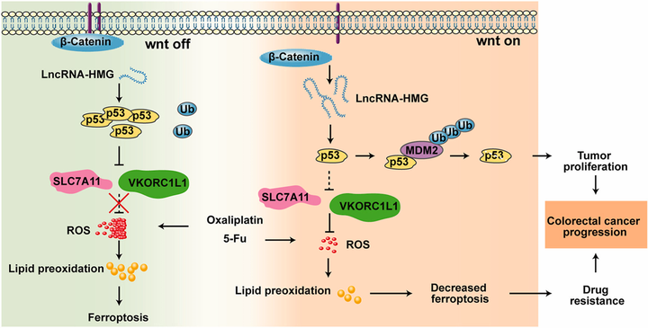 《Redox Biol》解读：作为支架lncRNA！LncRNA-HMG通过抑制p53介导的铁死亡刺激结直肠癌细胞产生化疗耐药 - 知乎