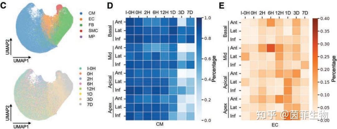 Circ Res | IMC绘制小鼠心肌缺血再灌注损伤的单细胞蛋白修饰时空图谱 - 知乎