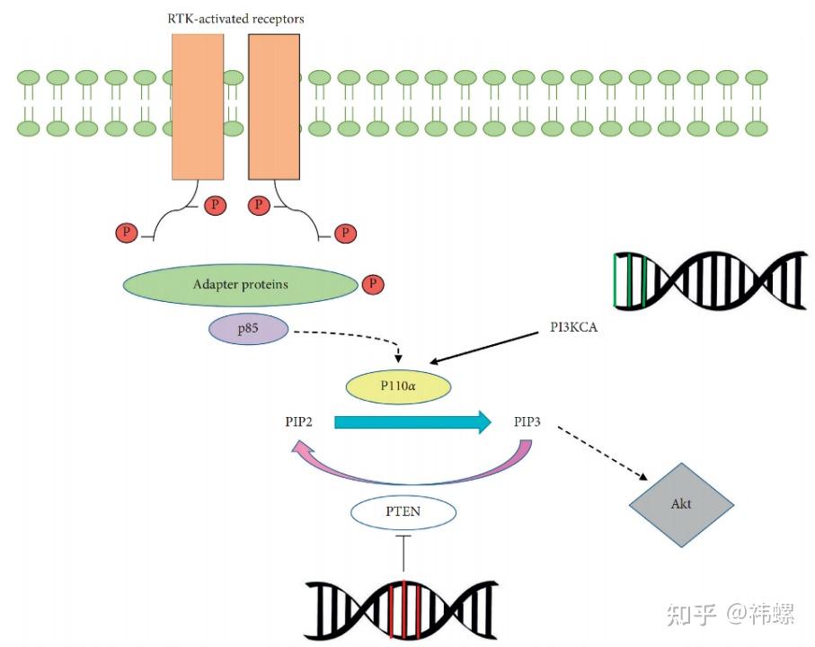 PI3K/Akt/mTOR通路：细胞生长与代谢调控中心 - 知乎