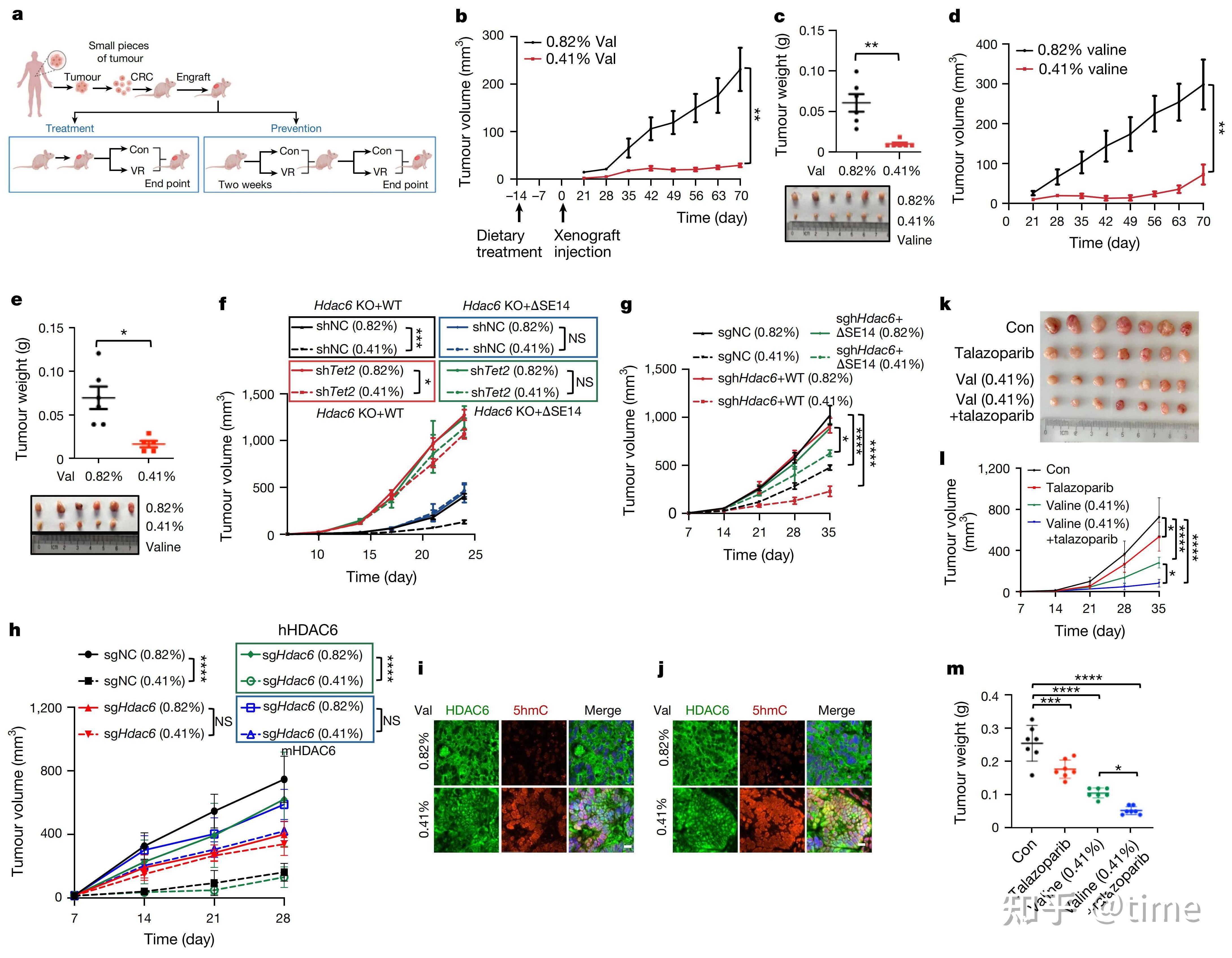 文献分享 | Nature：人类HDAC6感知缬氨酸丰度以调控DNA损伤 - 知乎