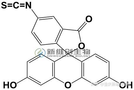 Collagen-FITC胶原蛋白荧光素标记I型/II型/III型 - 知乎